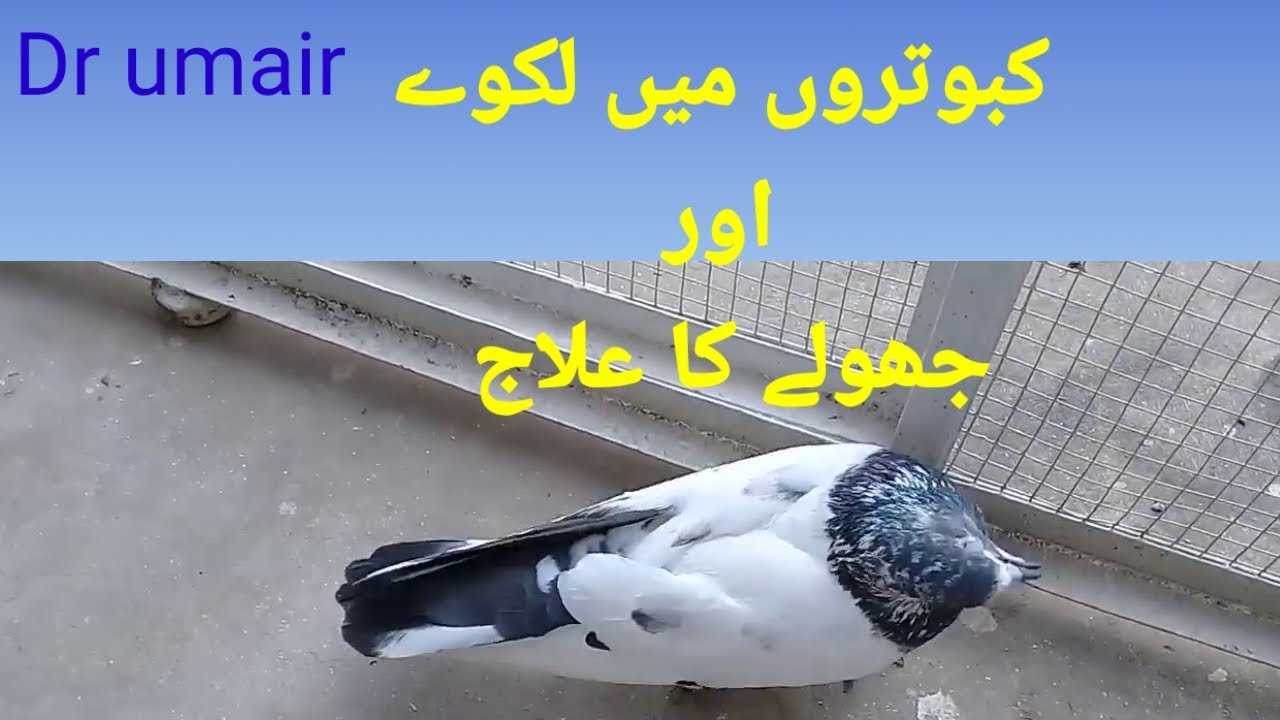 Treatment of neck paralysis in pigeon || کبوتروں میں لکوے اور جھولے کا ...