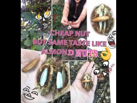 TALISAY NUTS/ BATANG 90'S PASUK? HAHAHAHA 🙈🤣 - YouTube