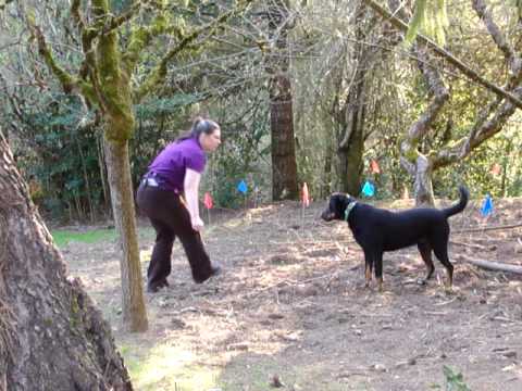 Truffle Dog Training - www.NWTruffleDogs.com - YouTube