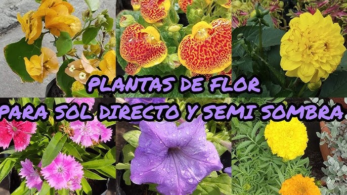 Planta Cultivada Al Sol Versus A La Sombra