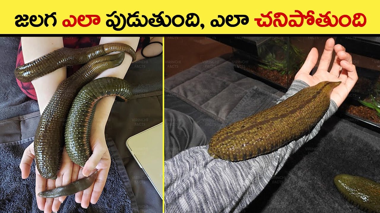 🔵 భయంకరమైన పురుగు | Leech Life Cycle Video | Life Cycle Of Leech In ...