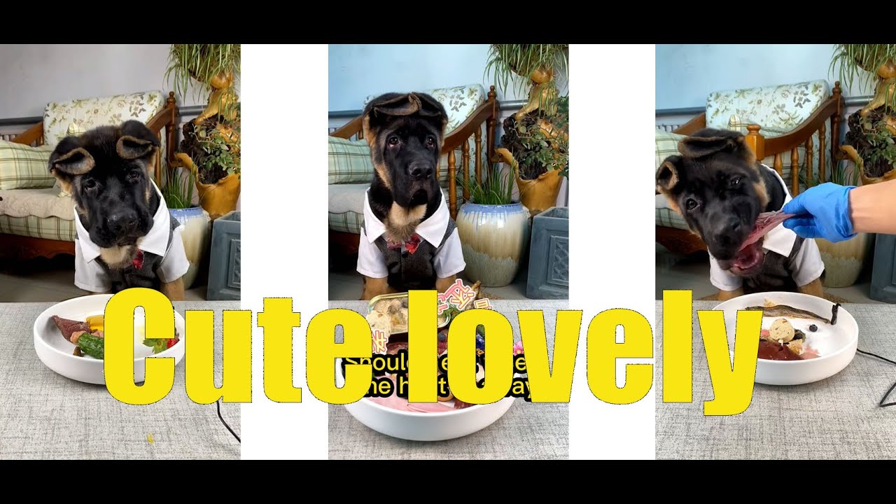 ASMR|Pets amsr|amsr animal|He's such a big eater - YouTube