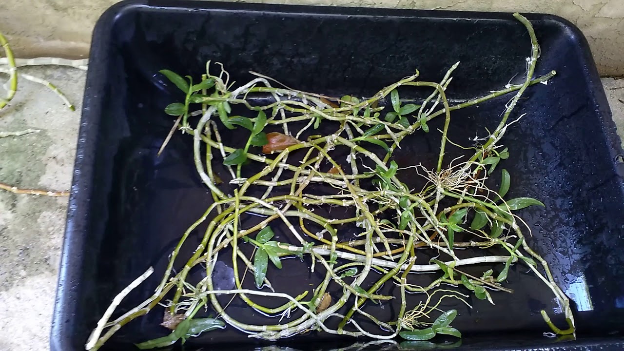 The pruning - Dendrobium anosmum - Hono Hono - YouTube