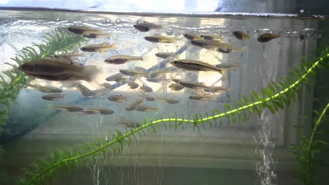 Australian pacific blue eye fish - YouTube