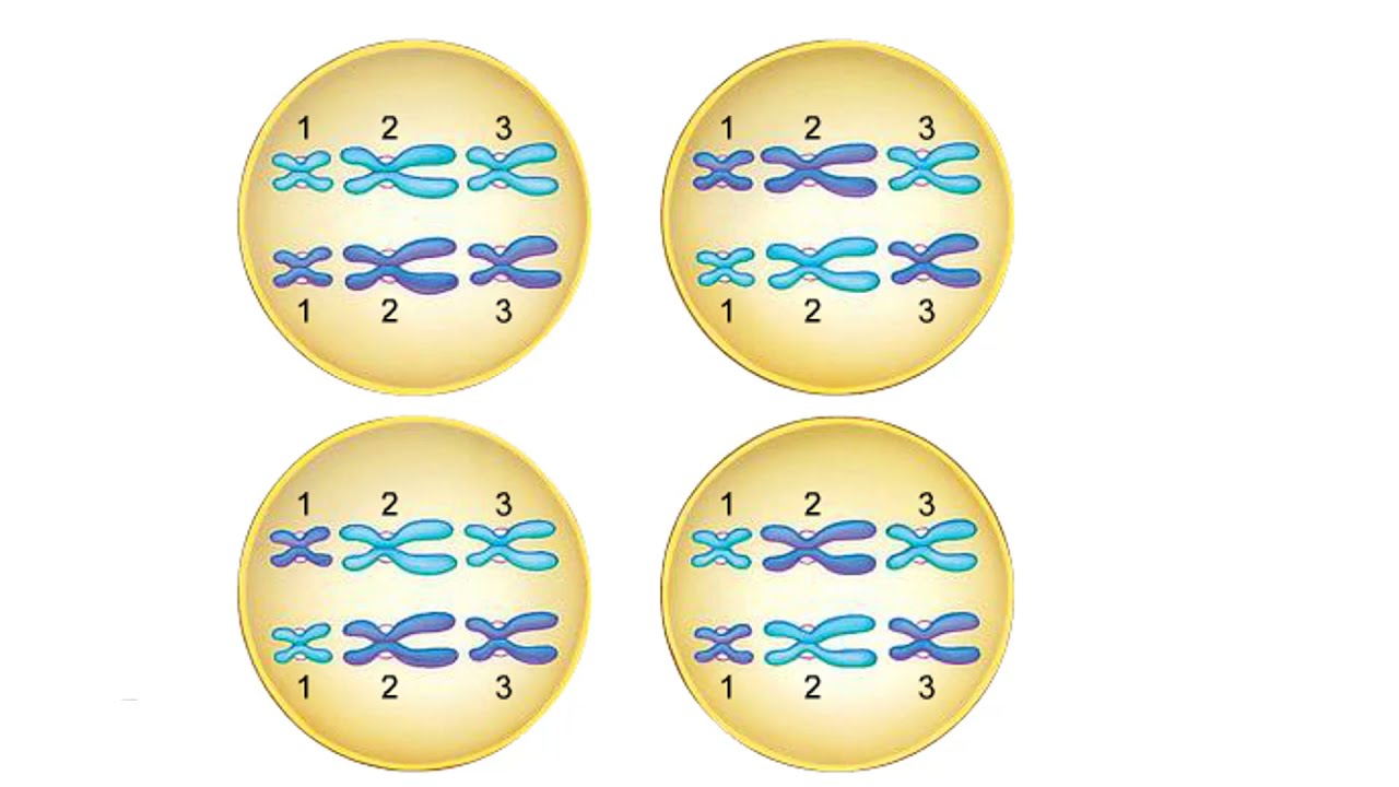 Metaphase I Animation - YouTube