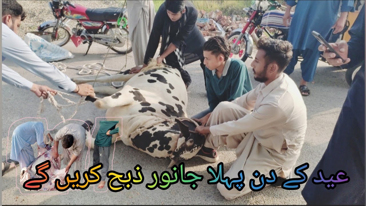 Dil pe laat maari laat cow ne qurbani bakra eid 2023#beef piece# ...
