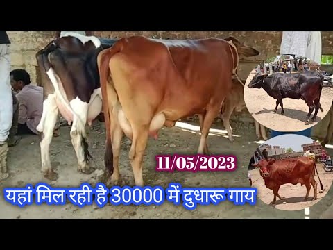 Pashu Mandi In Bihar/ Cow Market/hf Cow/ Desi Cow/Babhana Pashu Mela ...