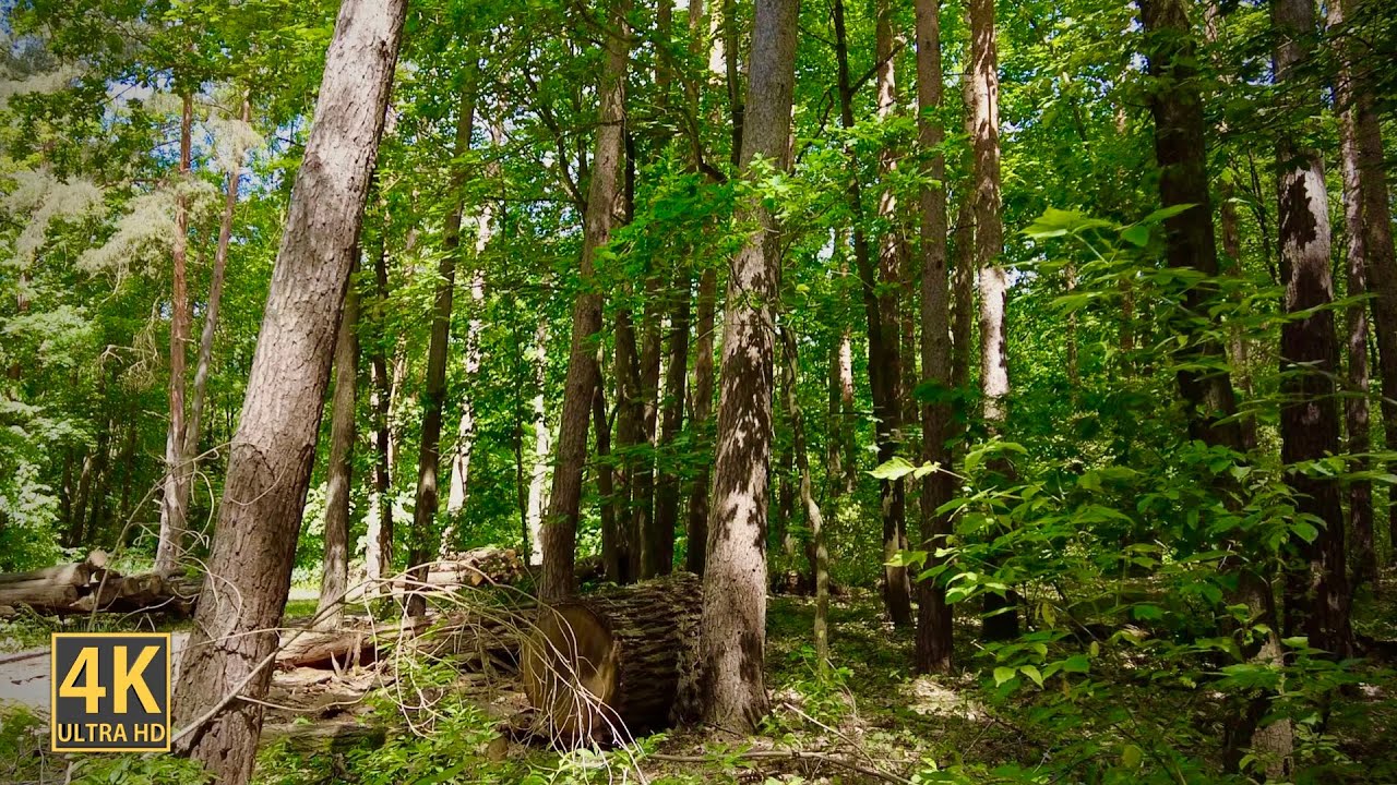 4K | 60 FPS | Into the Forest | Forest Hike | Nature in Germany | Sound ...