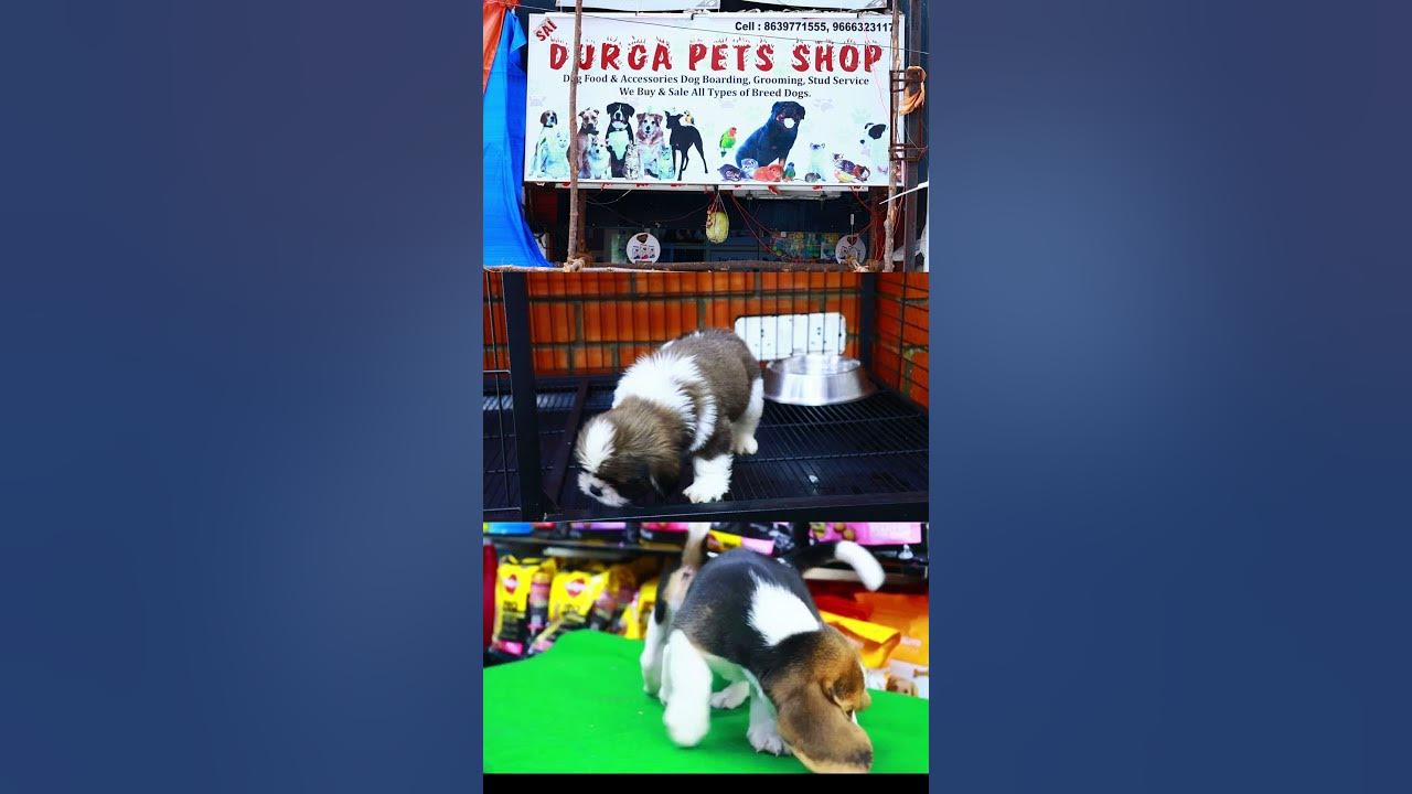 Sri Durga Pet Shop petboarding pets kitten petlovers ammerpet sri-durga-pet-shop-petboarding-pets-kitten-petlovers-ammerpet