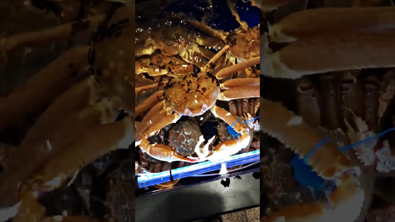 Dancing crab - YouTube