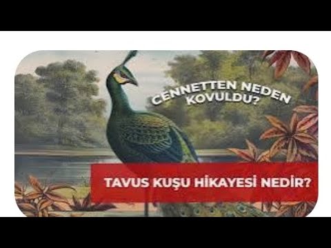 Tavus kuşu Yılan neden cennettten kovuldu?