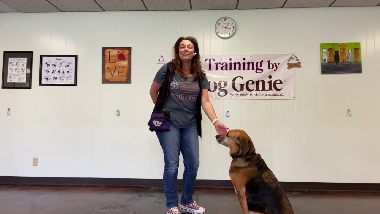 Dog Training Foundation Skills - Eye Contact or Watch - YouTube