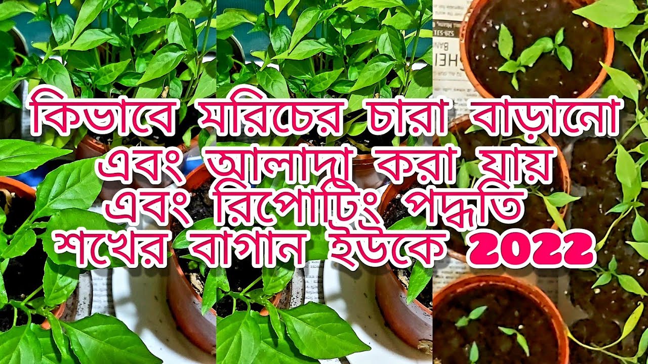 How to grow and separate the chili's plants seedlings & Repotting ...