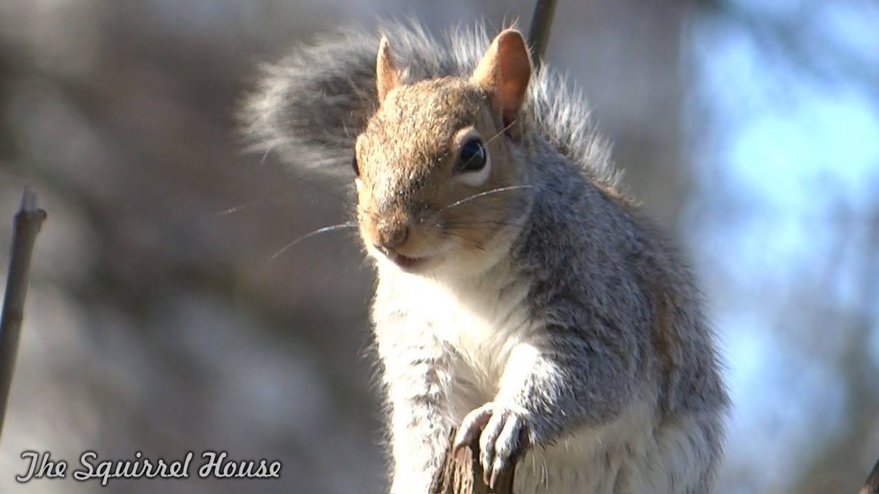 The Indecisive Squirrel - YouTube