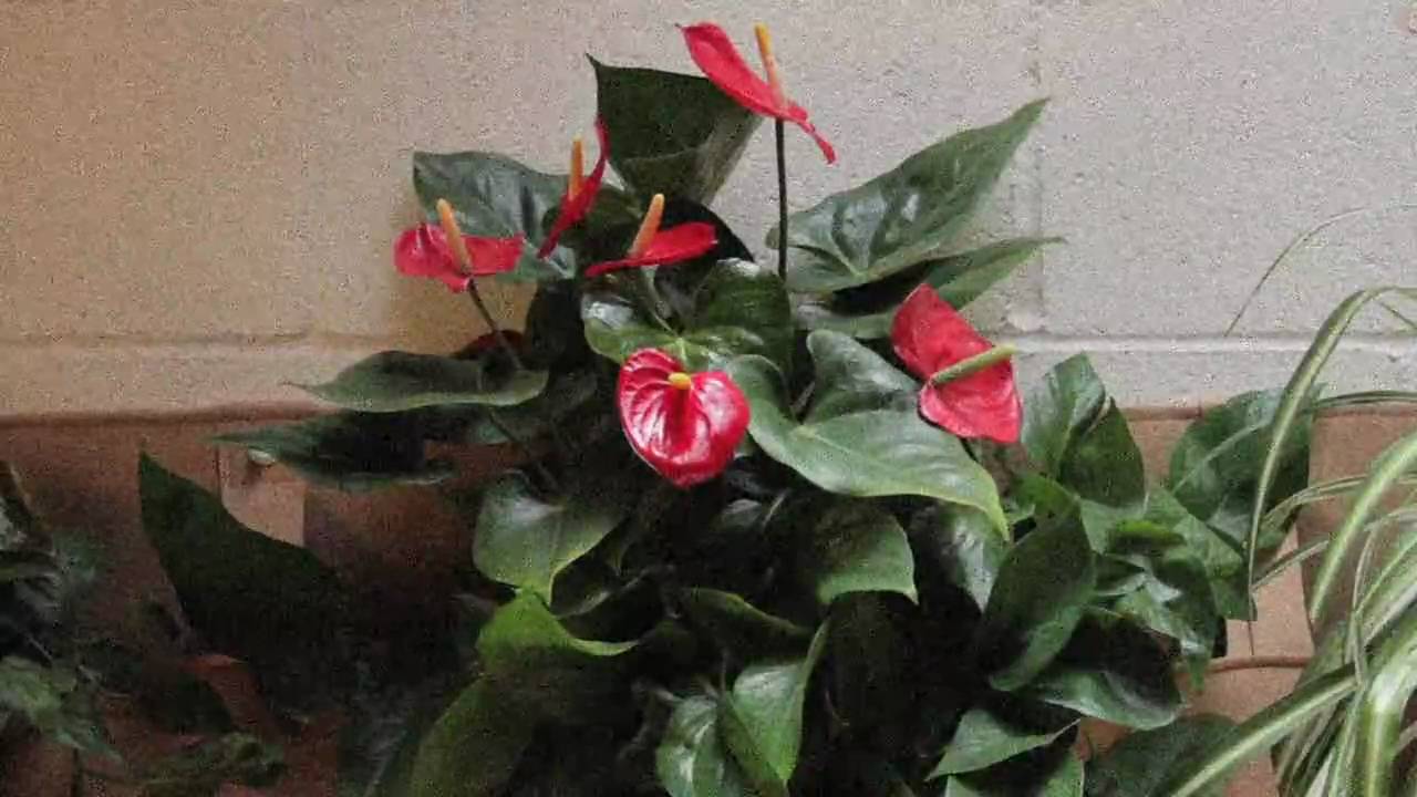 Woolly Pocket -- Keep Your Plants Healthy - YouTube