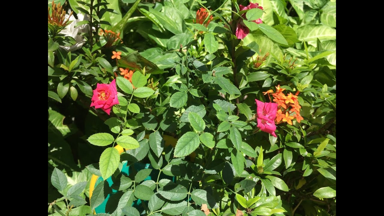 Pitimini flowers and santan flowers beside the avian neighbors. - YouTube