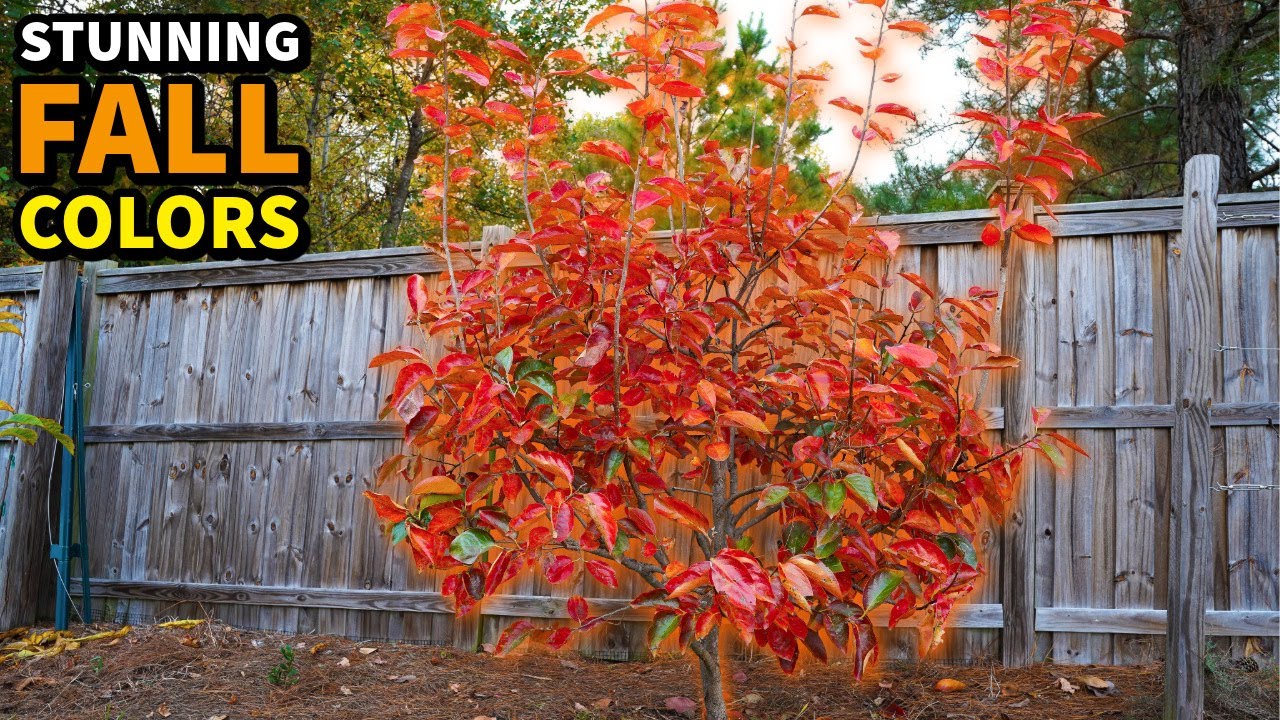 This MINDBLOWING Fruit Tree Will Set Your Fall Landscape ON FIRE! - YouTube