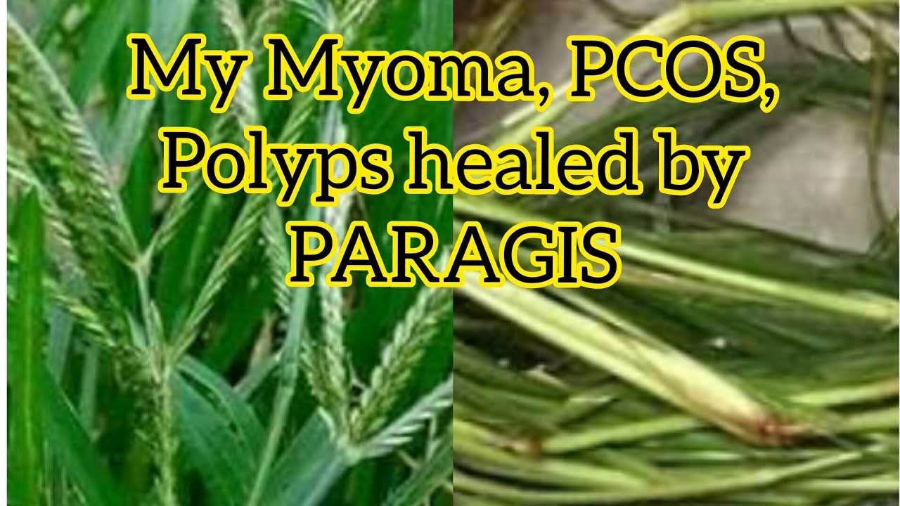 How to Boil Paragis - YouTube