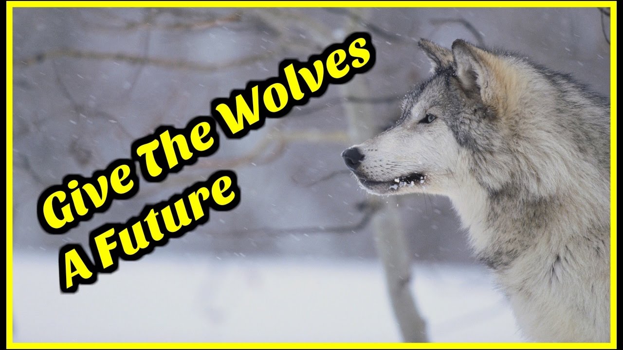 Give The Wolves A Future [PLEASE SAVE WOLVES] - YouTube