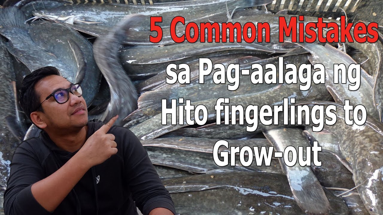 5 COMMON MISTAKE SA PAG AALAGA NG HITO | BACKYARD CATFISH FARMING - YouTube
