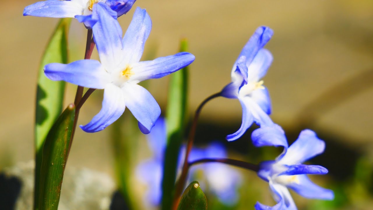 "Spectacular Flower Compilation: A Garden of Color and Beauty" - YouTube