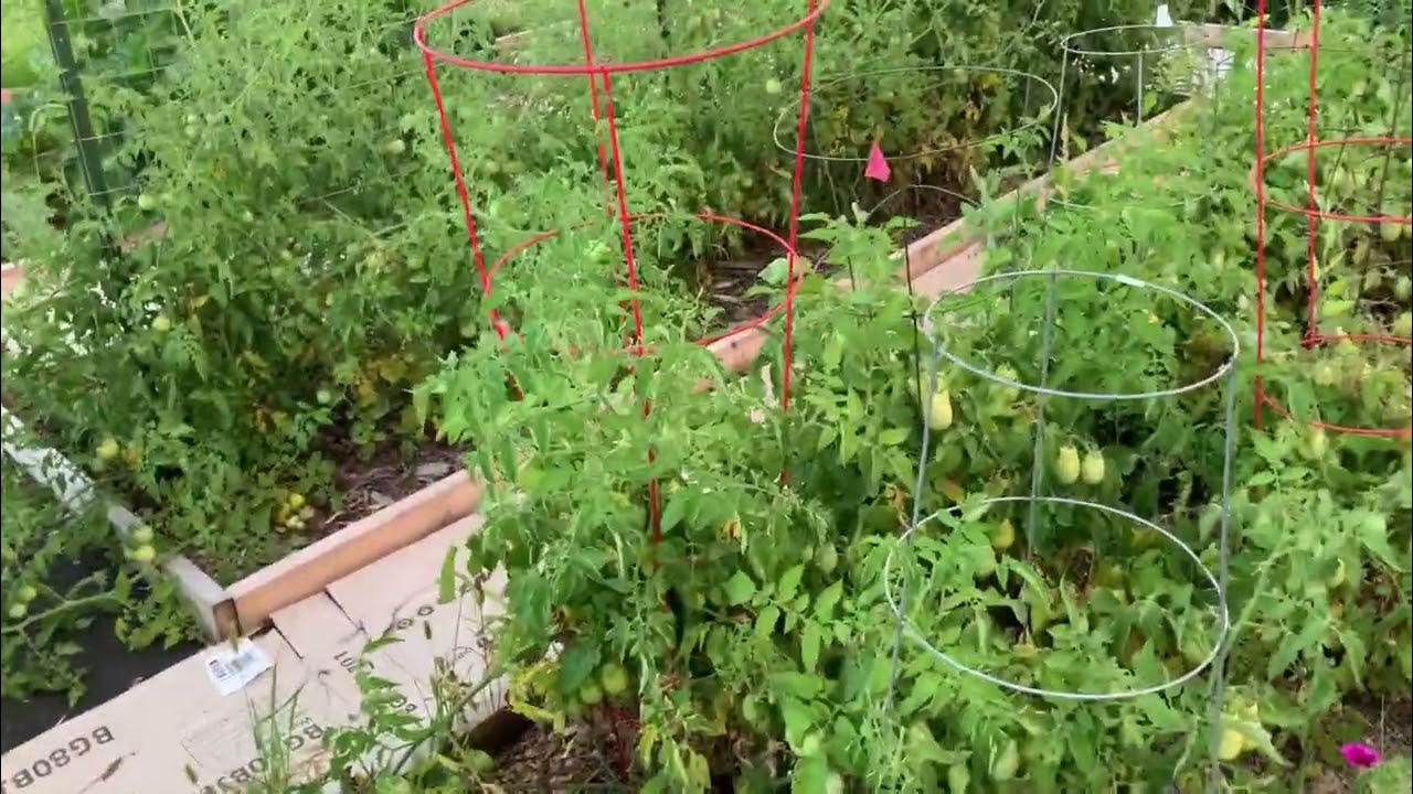Tomato Plant Challenges In the Garden - YouTube