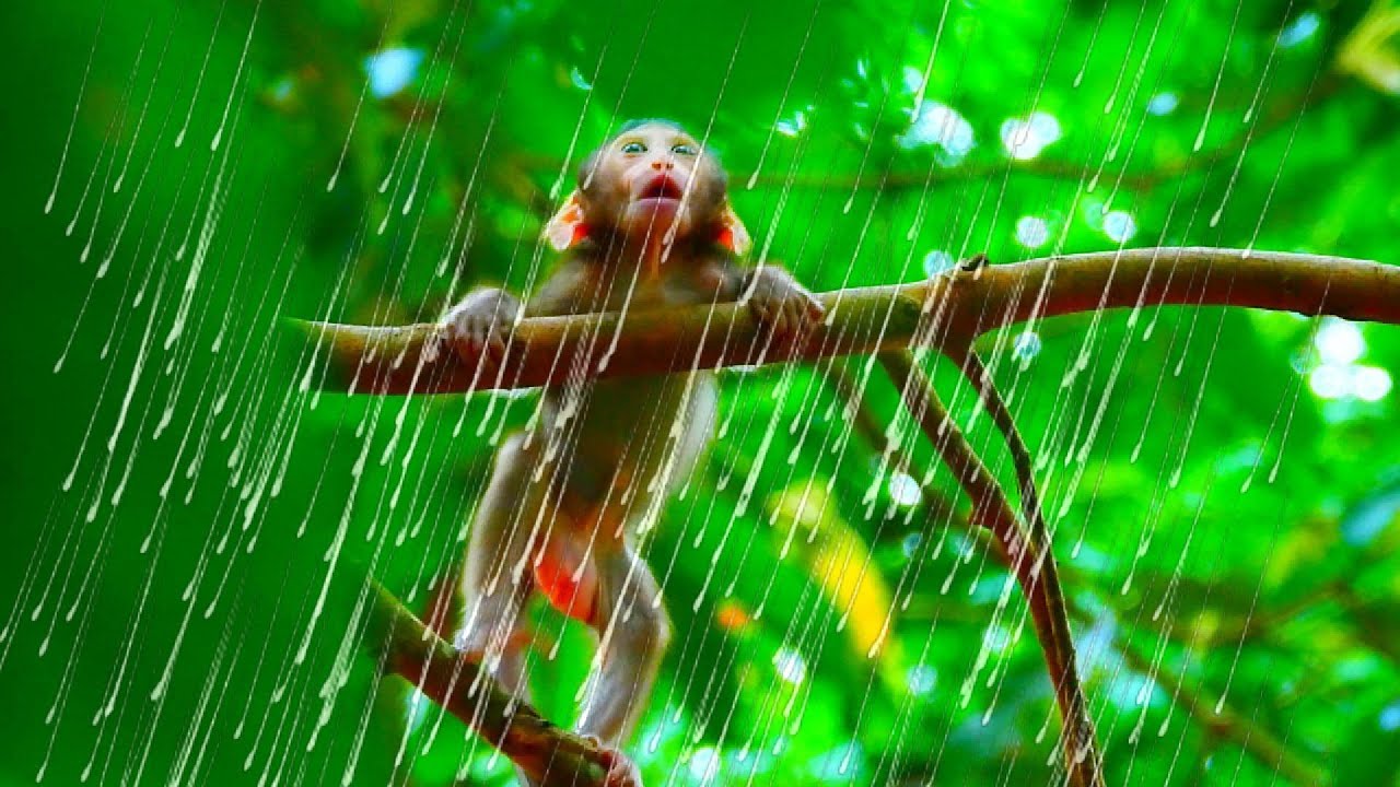 Today it has been raining so hard that the monkeys are about to fall ...