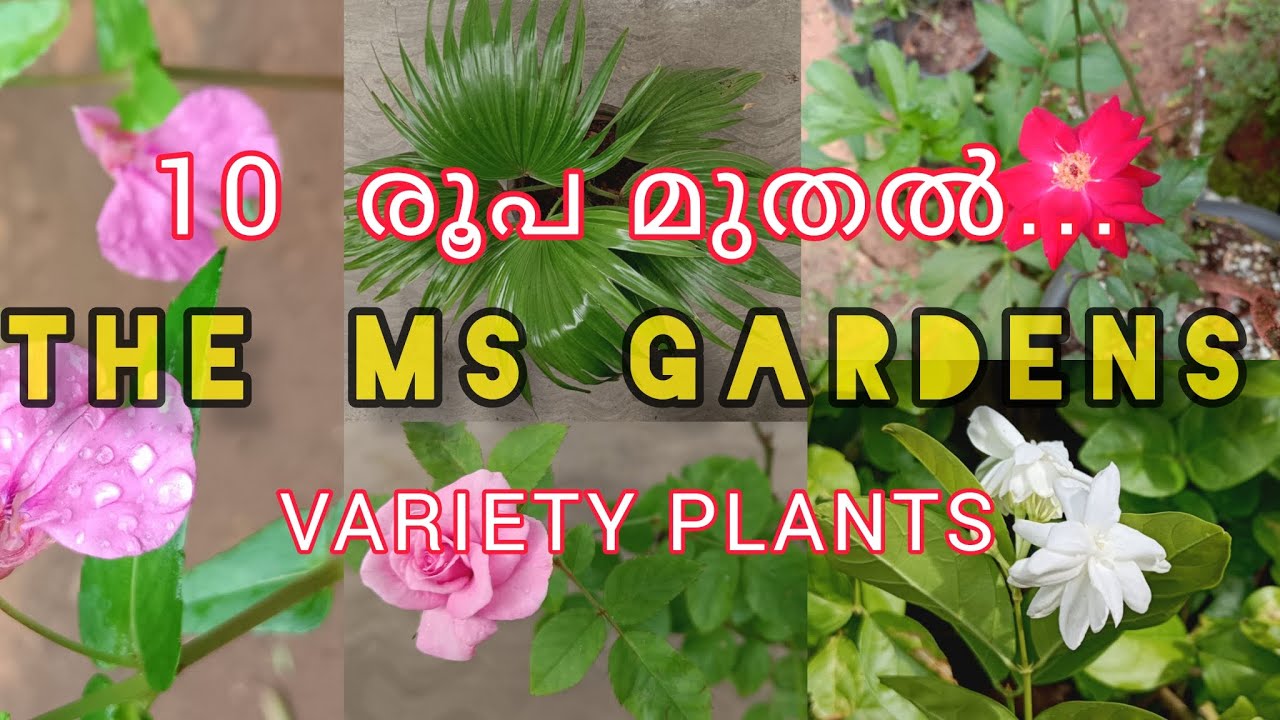 10 രൂപ മുതൽ... VARIETY PLANTS SALE..|OFFER| The MS Gardens - YouTube