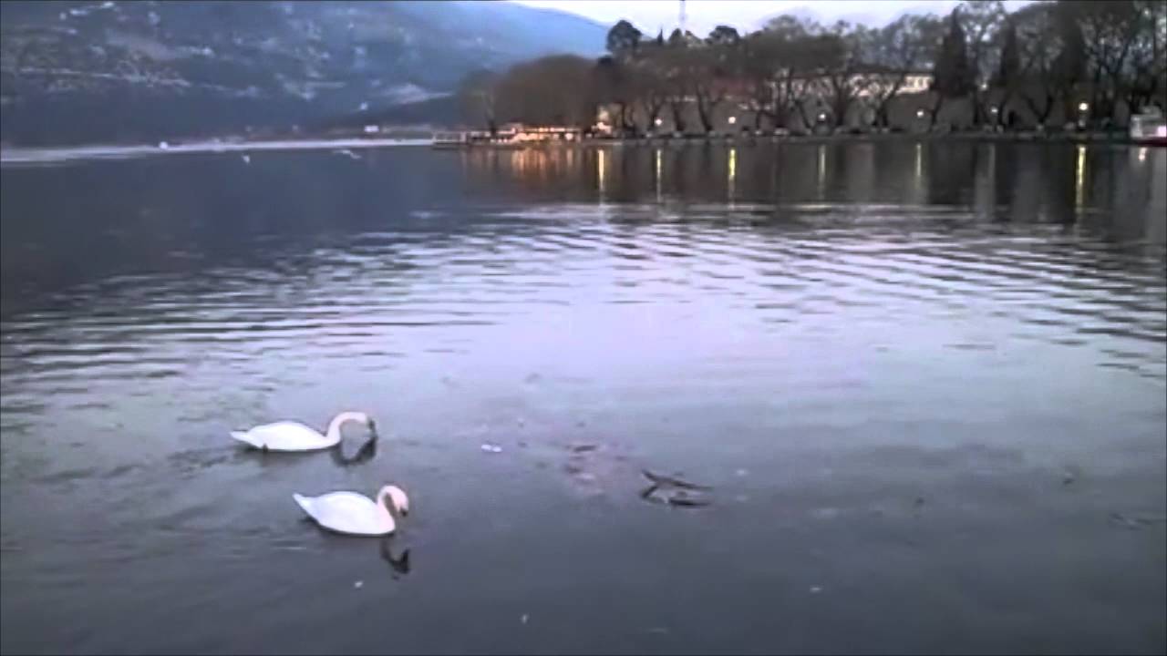 ΚΥΚΝΟΙ ΣΤΗ ΛΙΜΝΗ ΤΩΝ ΙΩΑΝΝΙΝΩΝ - YouTube