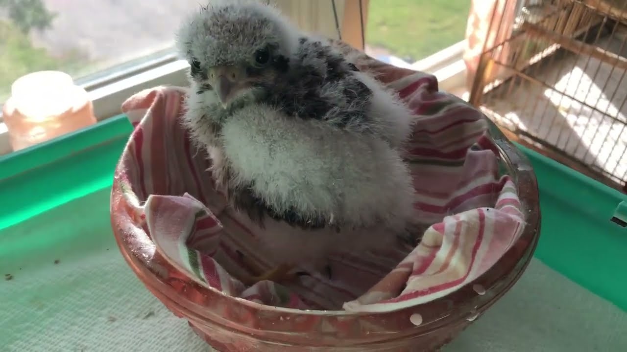 Kestrel chick rescue day 3 preening and pooping (wait for it🤣 ) #birds ...