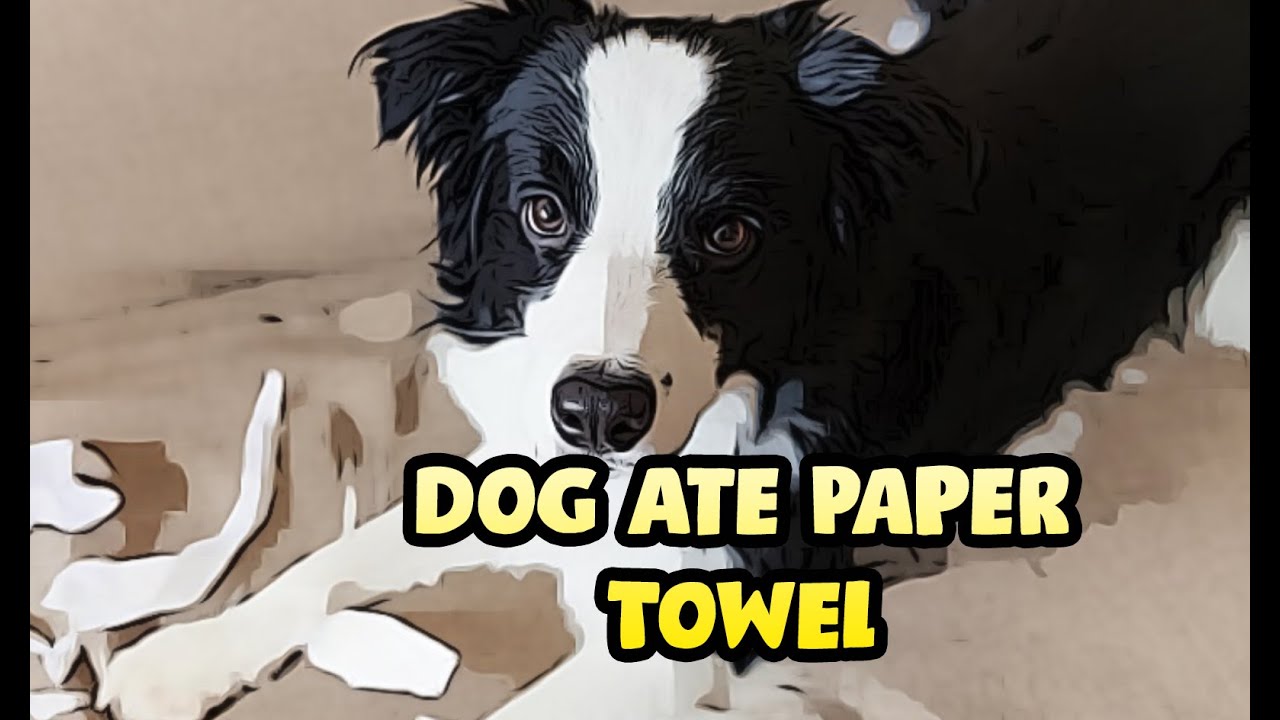 Dog Ate Paper Towel YouTube dog-ate-paper-towel-youtube