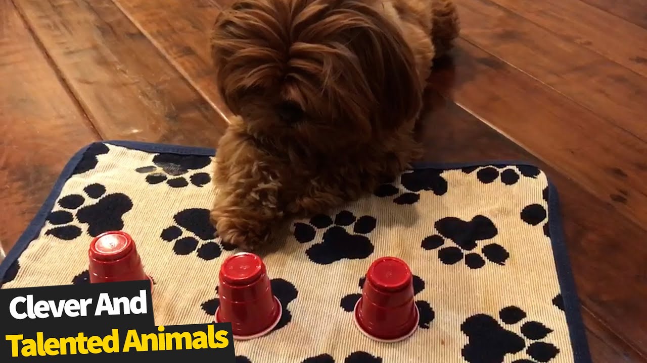 20 Genius Animal Moments That Will Amaze You! | The Smartest Pets - YouTube