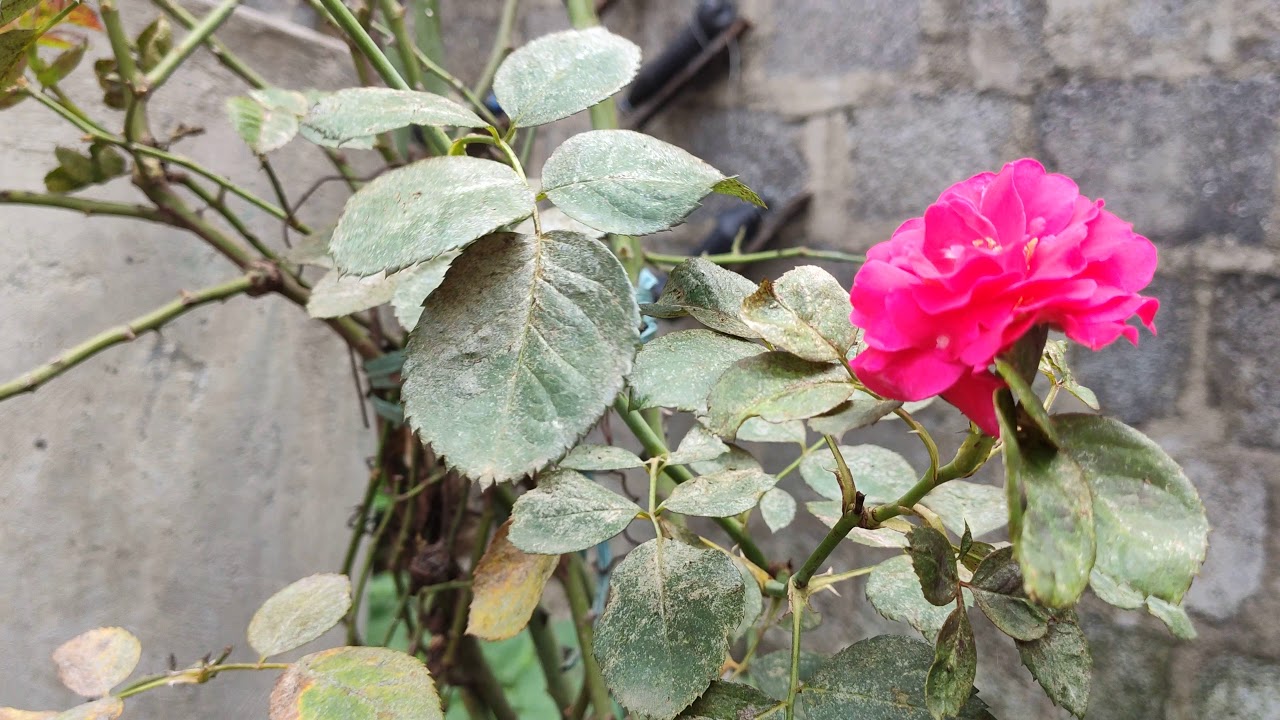 Rose video background - YouTube