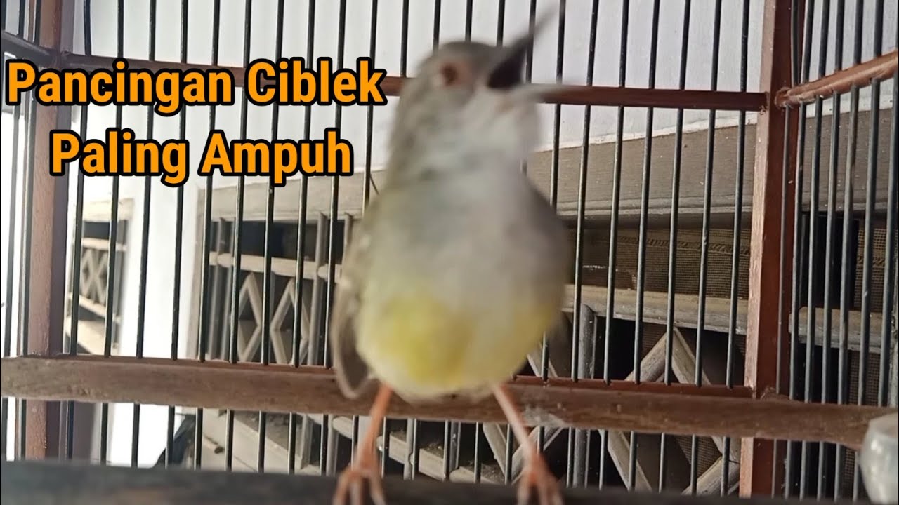 ciblek semi gacor, memancing ciblek semi cepat bunyi - YouTube