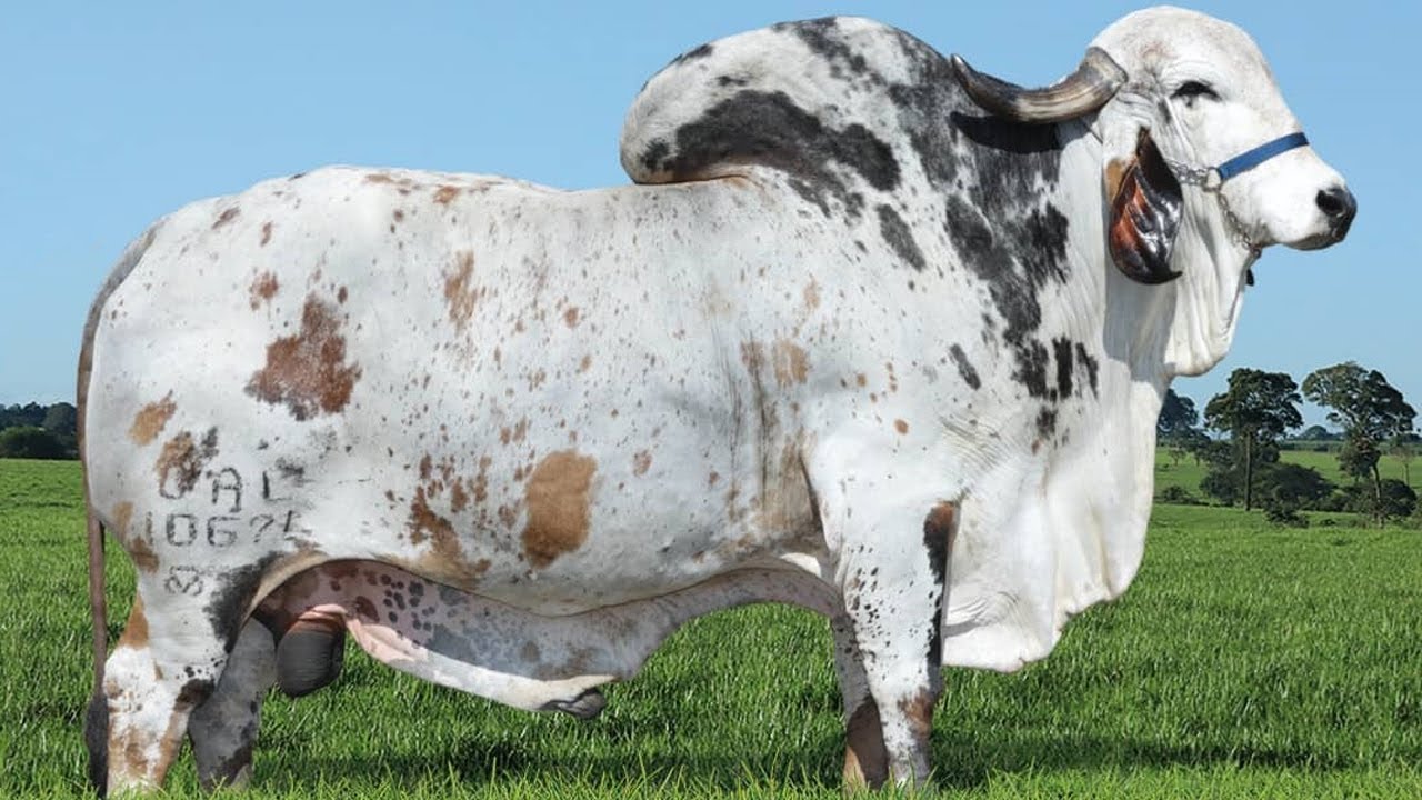 🔴 MONTA NATURAL Y SEMEN DE TORO NO PROBADOS NO SON LA MEJOR OPCION ...