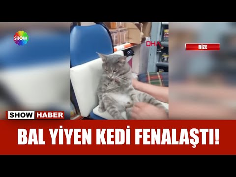 Bal yiyen kedi, kendinden geçti!