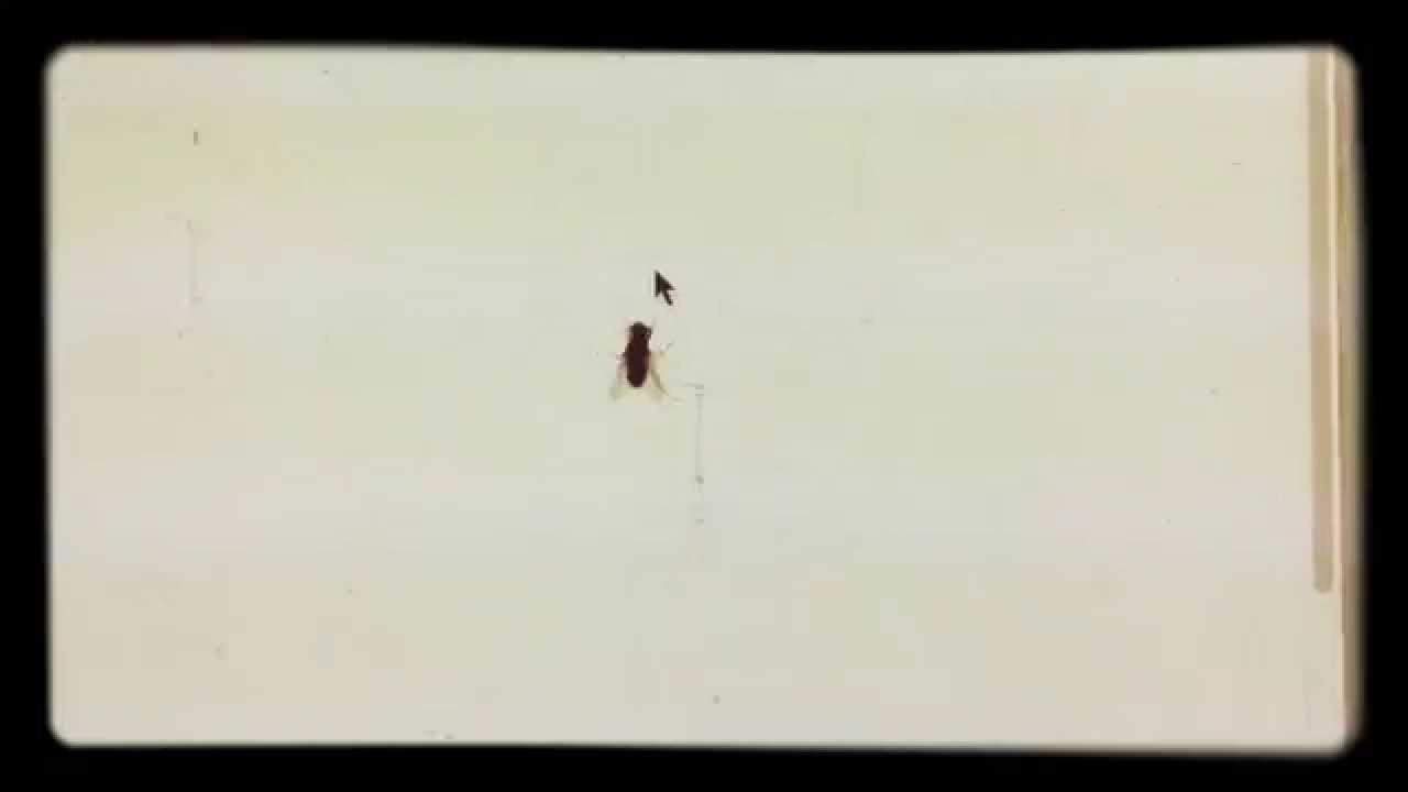 Crazy fly chasing mouse pointer - YouTube