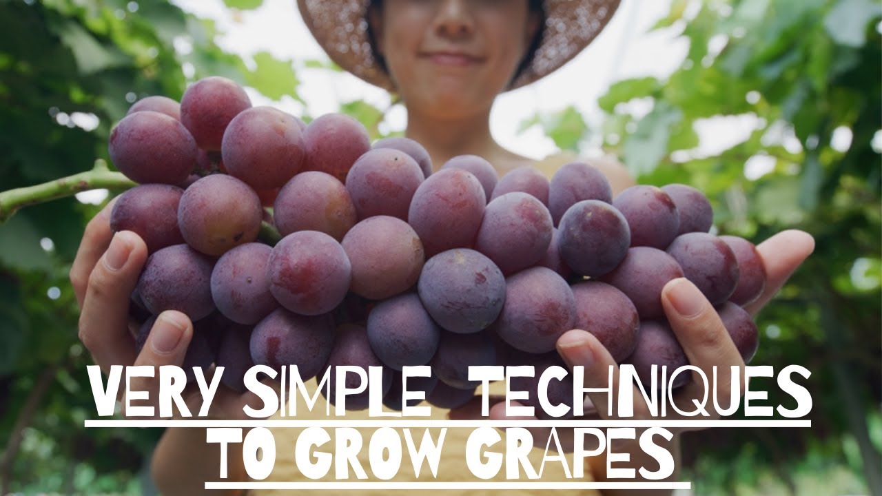 VERY SIMPLE Techniques to Grow GRAPES - YouTube