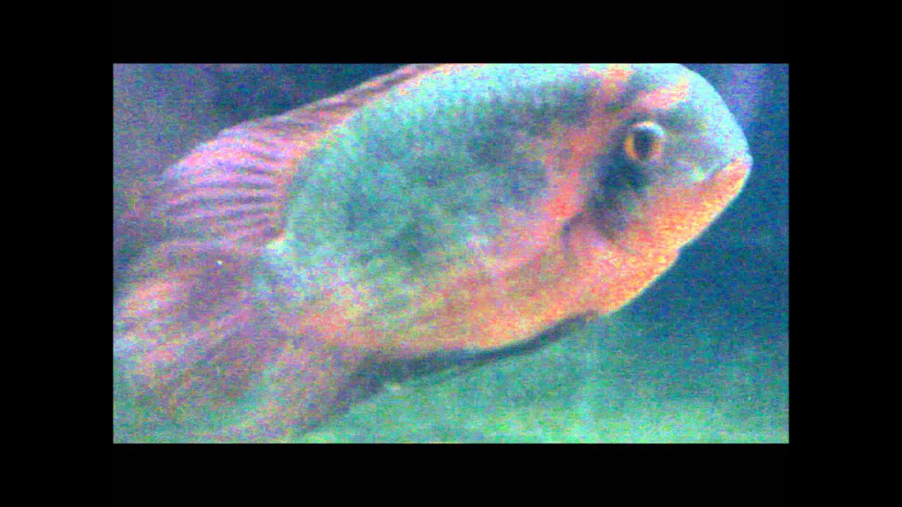 Amazing Fish: Chocolate Cichlid - YouTube