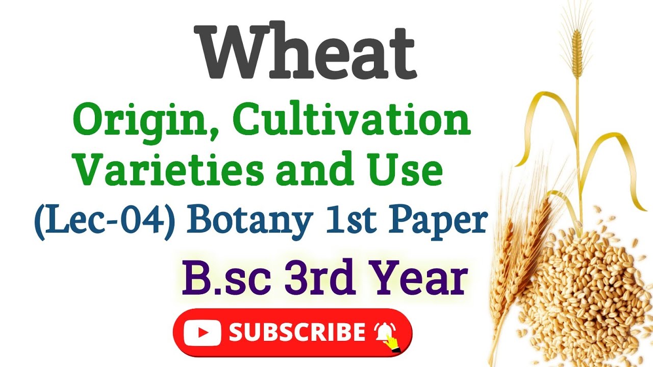 Wheat B.sc 3rd year Botany 1st Paper !Origin Cultivation and varieties ...