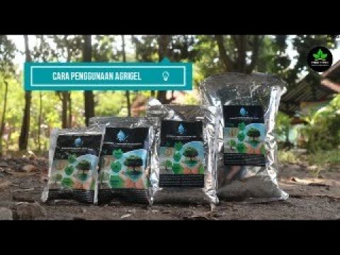 Cara penggunaan agrigel ( Super Absorbent Polymer ) Pada Tanaman - YouTube