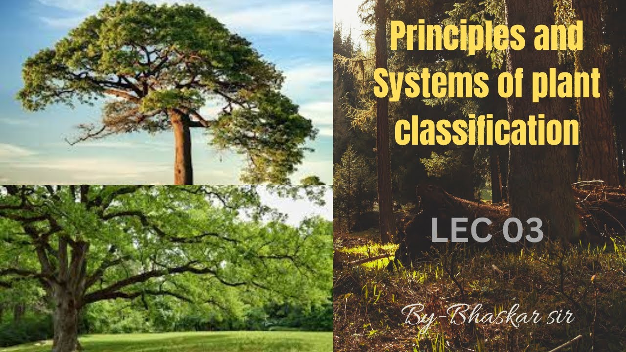 Dendrology Lec 03 (Principles and Systems of plant classification ...
