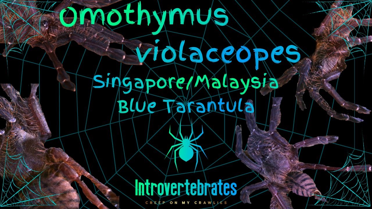 Meet the Omothymus violaceopes: The Stunning Blue Tarantula! - YouTube