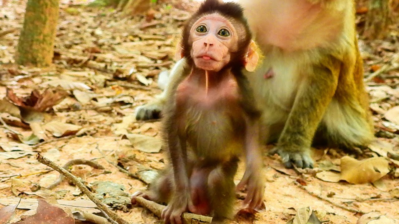 Blaze look to camera very adorable | Cute baby monkey. - YouTube