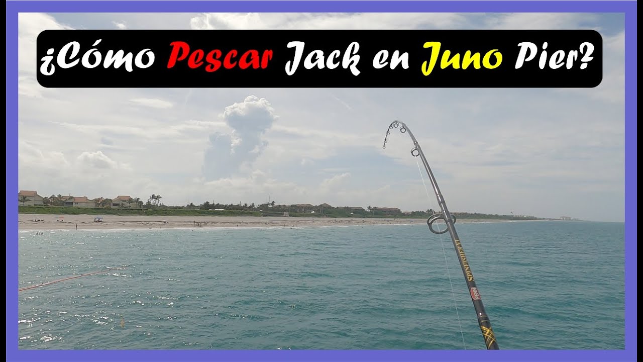 Pesca de jack Crevalle o Jiguagua con Sardina Viva en Juno Pier - YouTube