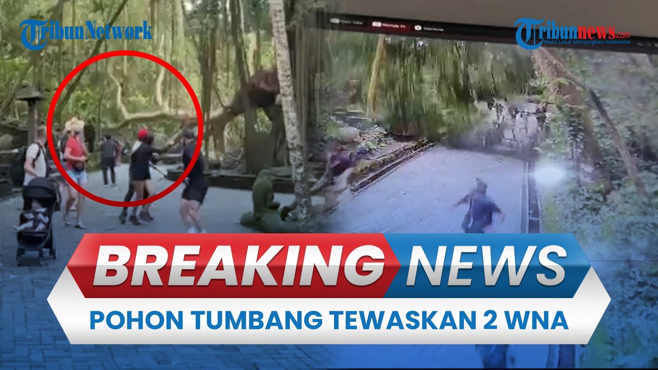 🔴 BREAKING NEWS: 2 WNA Tewas Tertimpa Pohon Tumbang di Monkey Forest ...