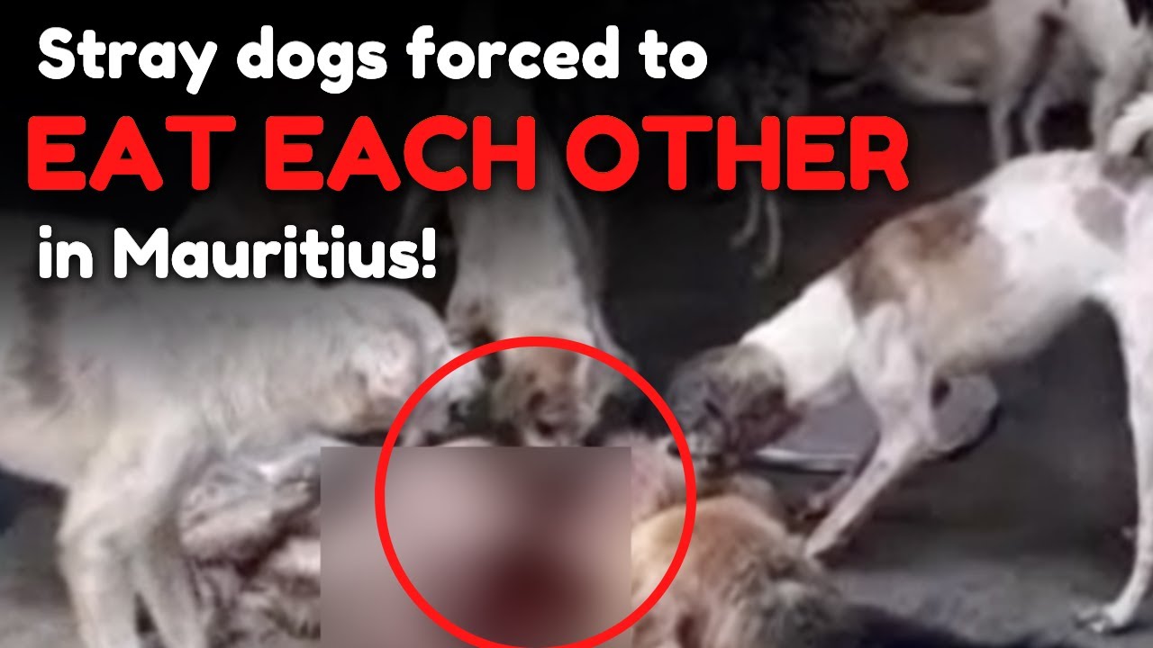 VOSD's intervention stops STRAY DOG CULLING in Mauritius! - YouTube