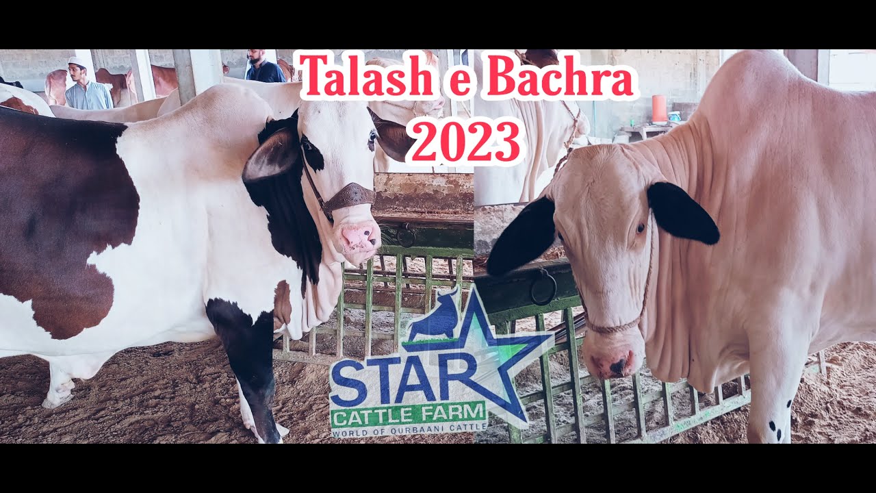Talash e baracha 2023 | Begin To Trip - YouTube