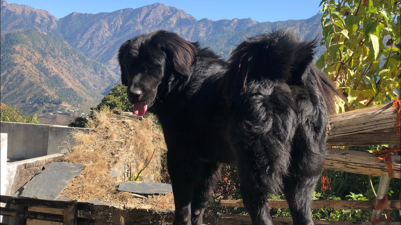 Rozzer rarer bhotiya dog in Uttarakhand (pauri) bahut kam ashe bhotiya ...