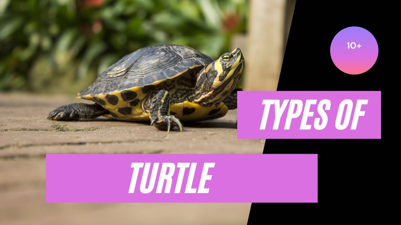 Types Of Turtle In English YouTube types-of-turtle-in-english-youtube